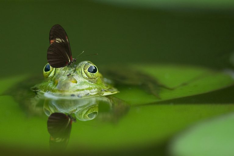 Frog Aquarium Best Guide for Beginners all you need to know!